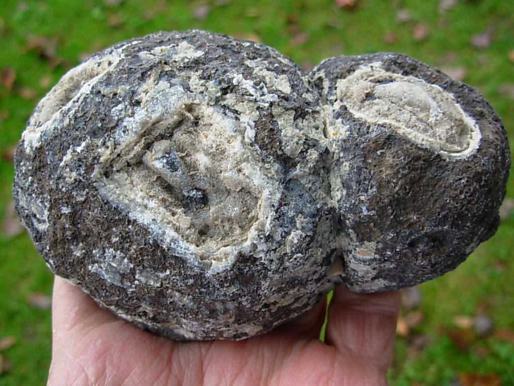 Choyas(Mexican Coconut) Geodes – Spirit Rock Shop