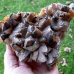 Calcite Dogtooth - Spirit Rock Shop